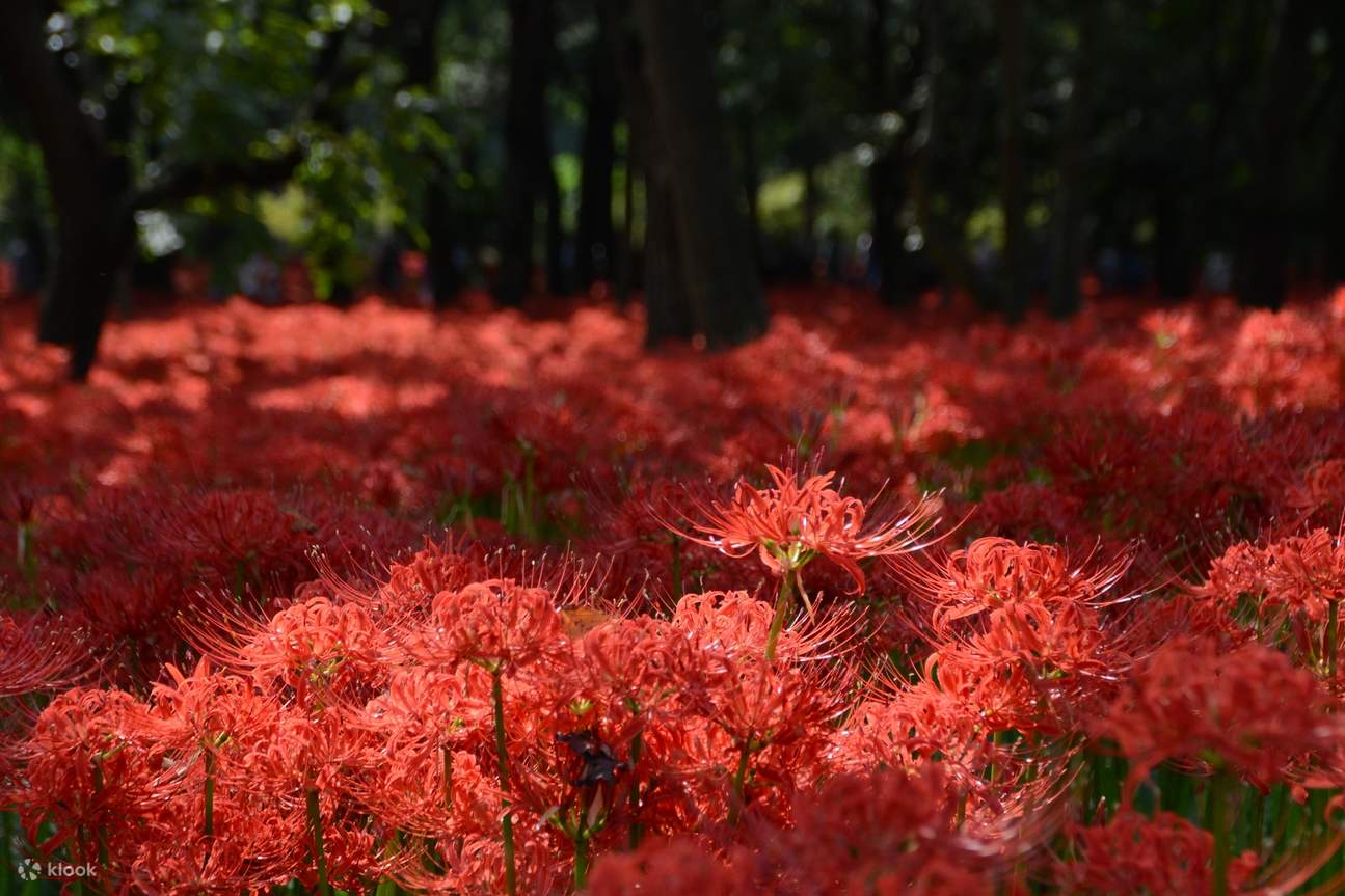 [Tur Satu Hari Melihat Bunga Saitama] "Kumatsuda" Higan Flower Sea ...